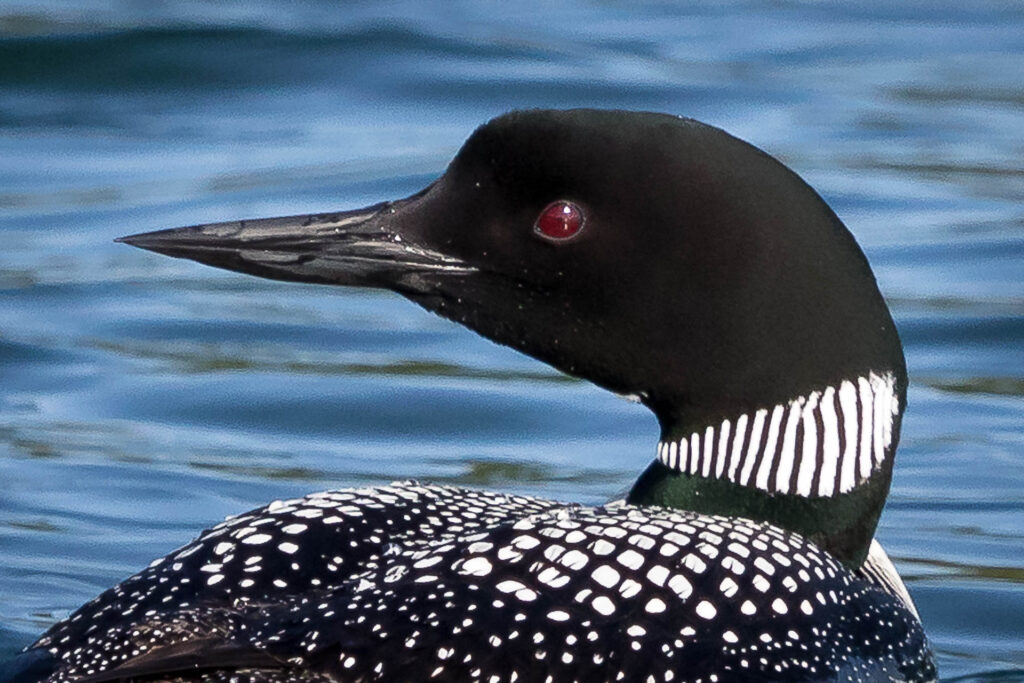 3M Mantrap Lake - Northern Waters Land Trust